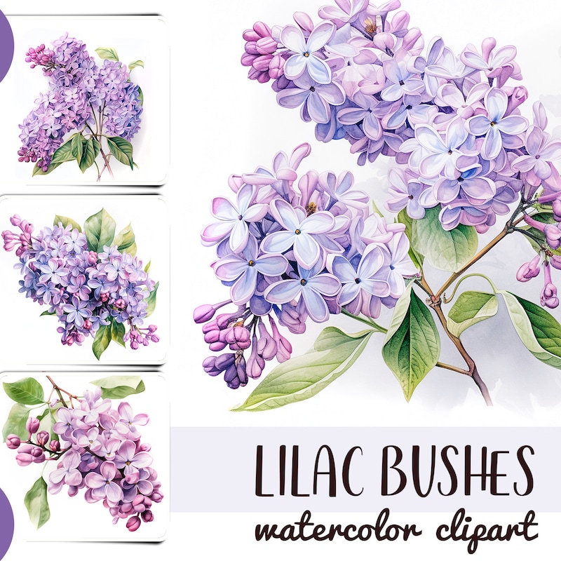 Lilac Bush - Etsy