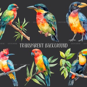 Watercolor Tropical Birds Clipart - Bright Bird Illustration PNG ...