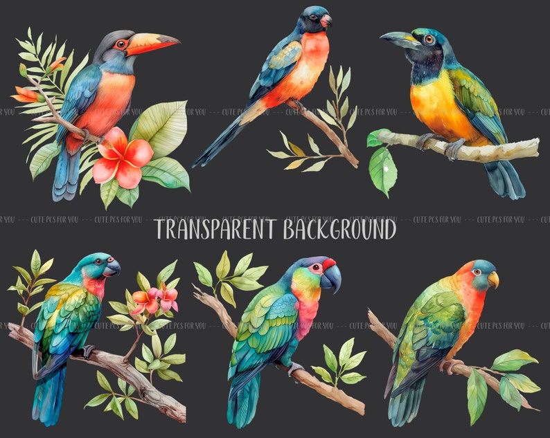 Watercolor Tropical Birds Clipart - Bright Bird Illustration PNG ...