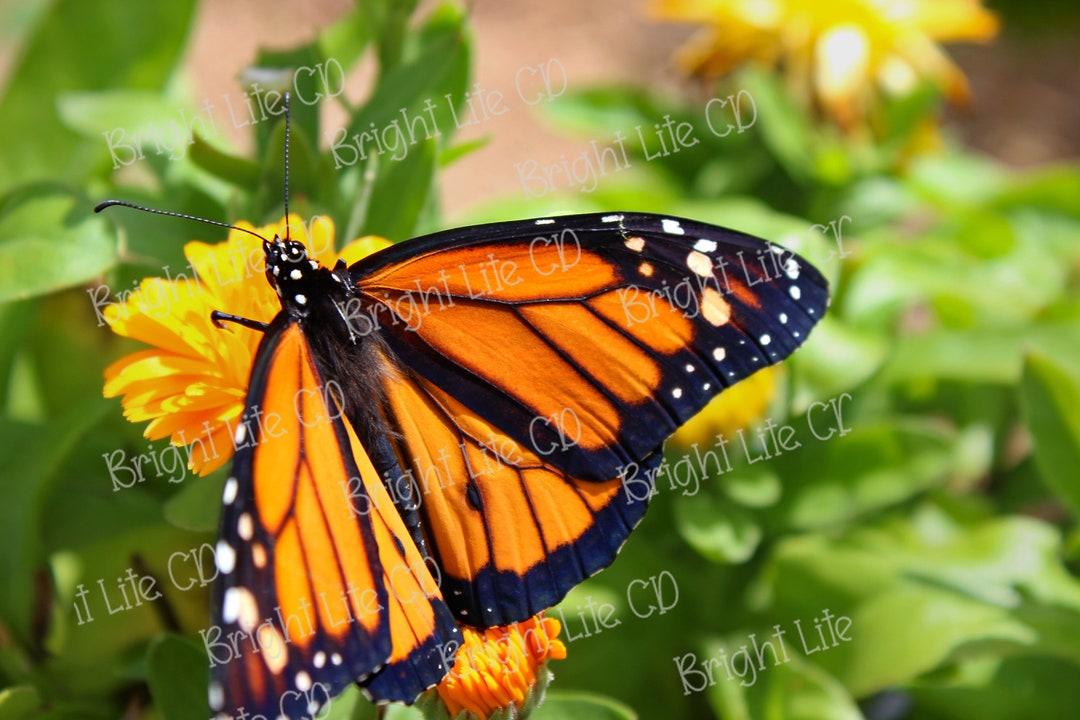 Monarch, Butterfly, Flowers, Instant, Digital, Download, BUNDLE - Etsy