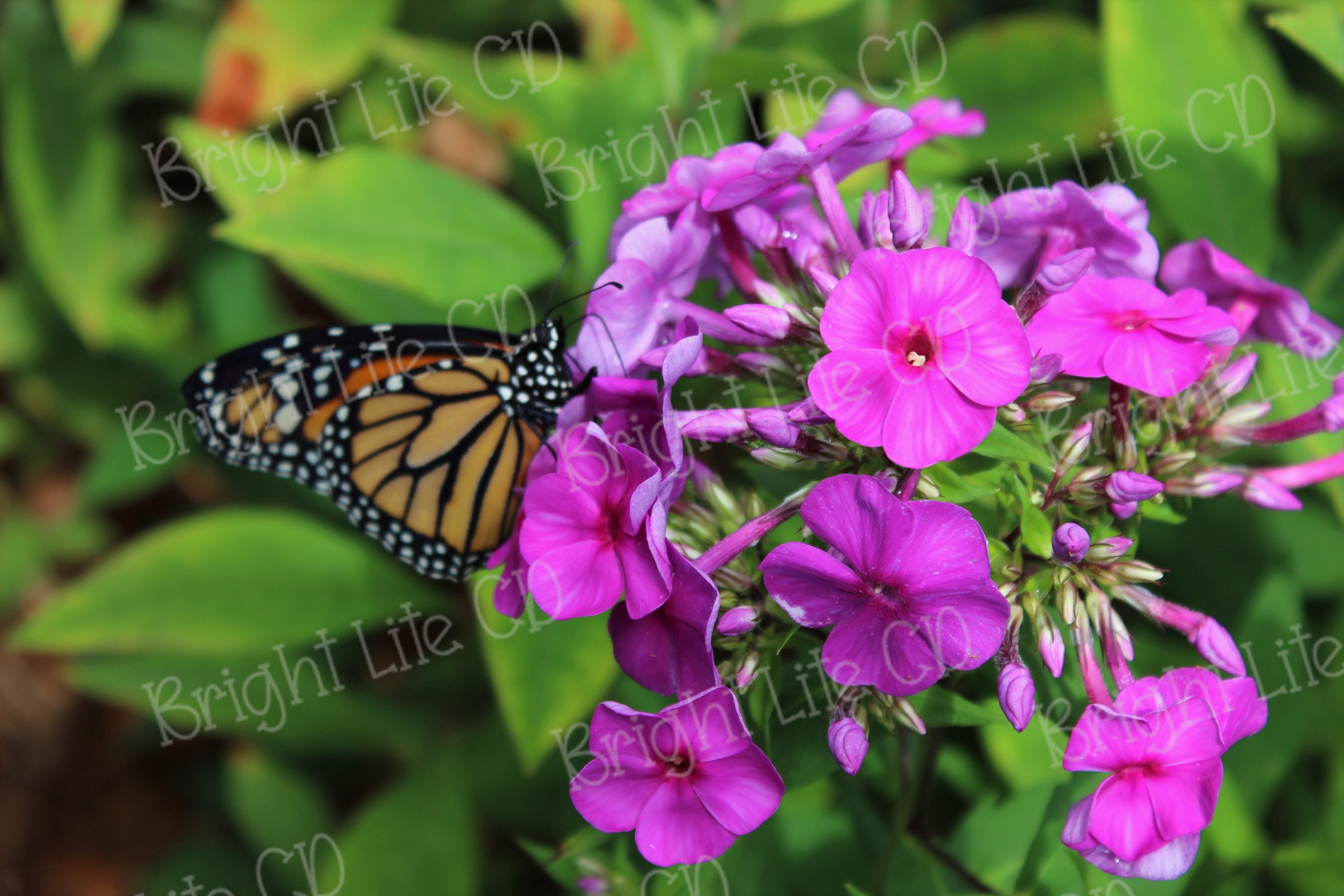 Monarch, Butterfly, Flowers, Instant, Digital, Download, BUNDLE - Etsy