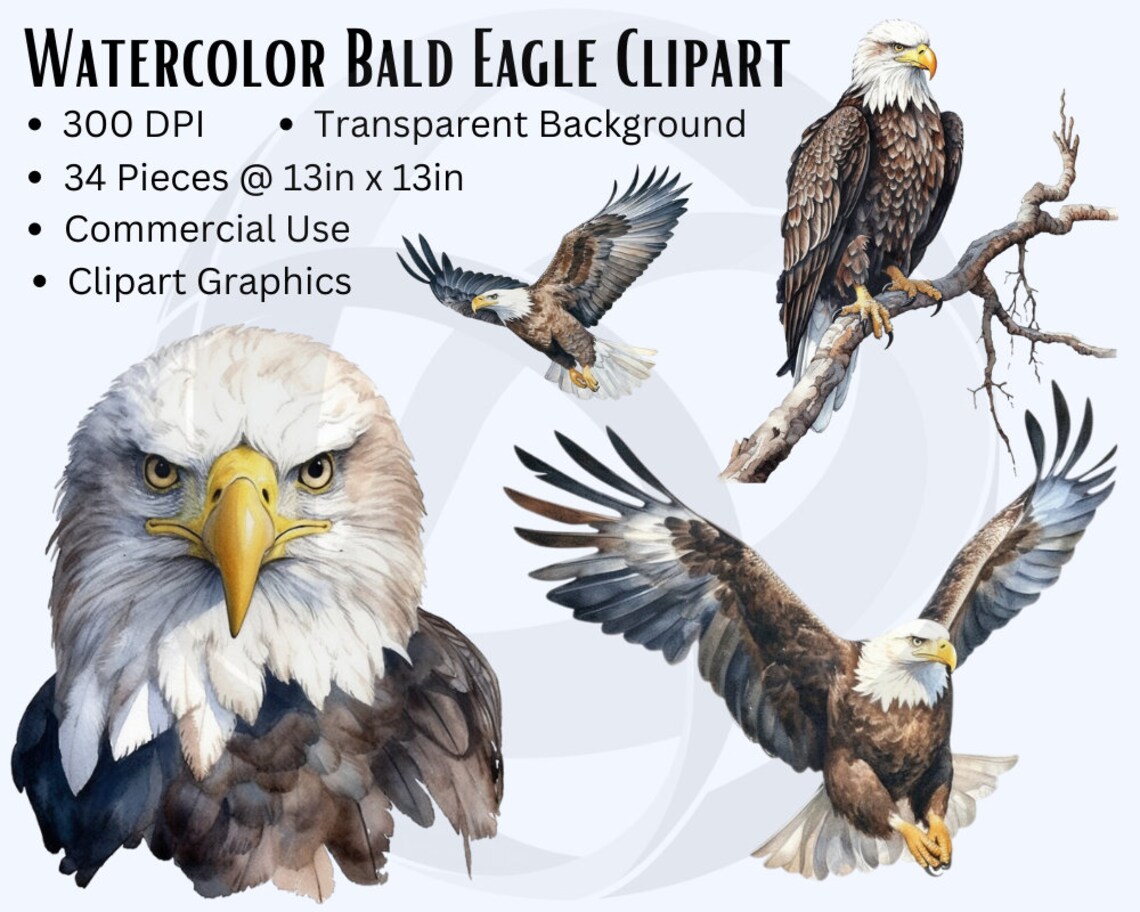 Watercolor Bald Eagle Clipart, Watercolor Eagle, Bald Eagle PNG ...