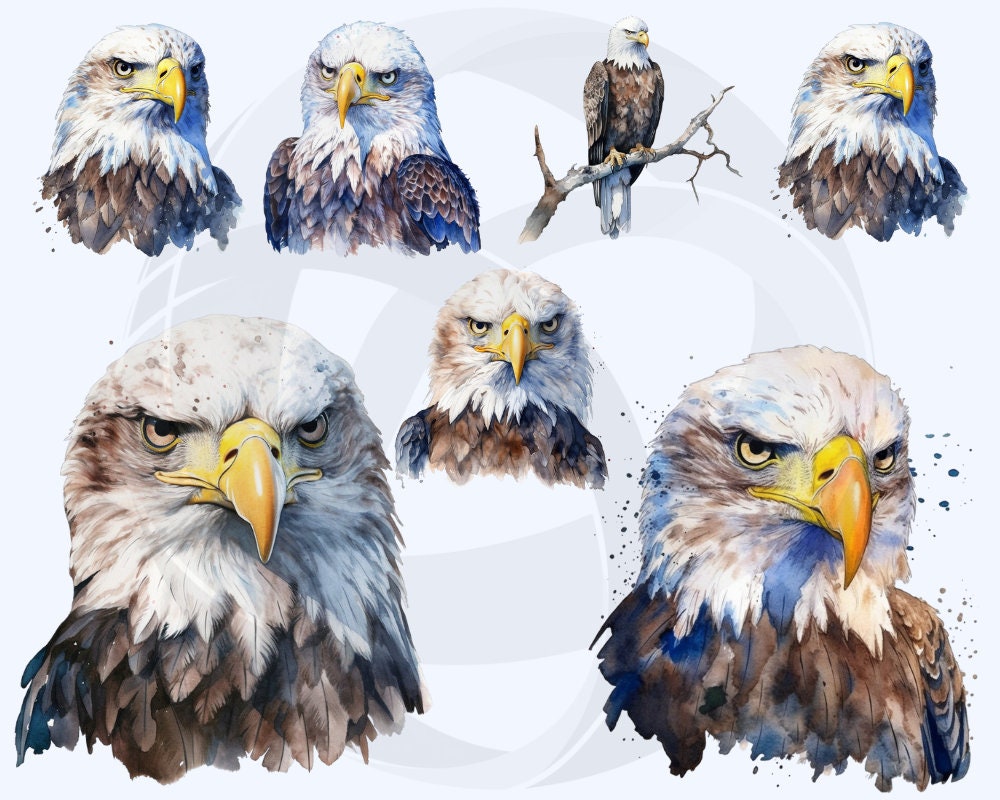 Watercolor Bald Eagle Clipart, Watercolor Eagle, Bald Eagle PNG ...
