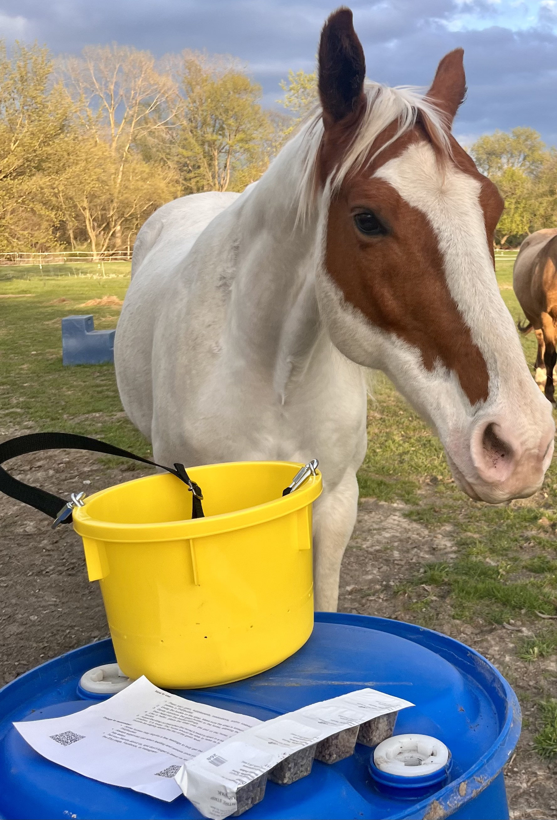 THE Bucket - Horse Feed Bucket: NO Waste, EASY to Use! - Etsy