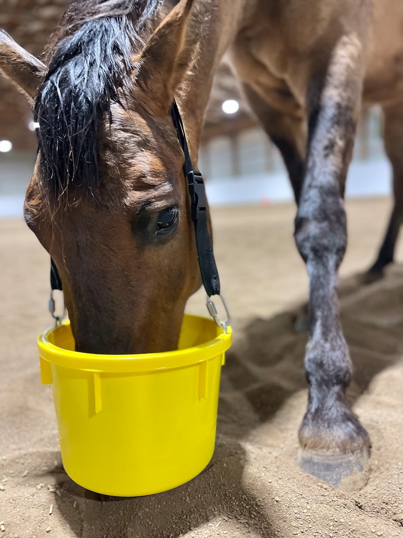 THE Bucket - Horse Feed Bucket: NO Waste, EASY to Use! - Etsy