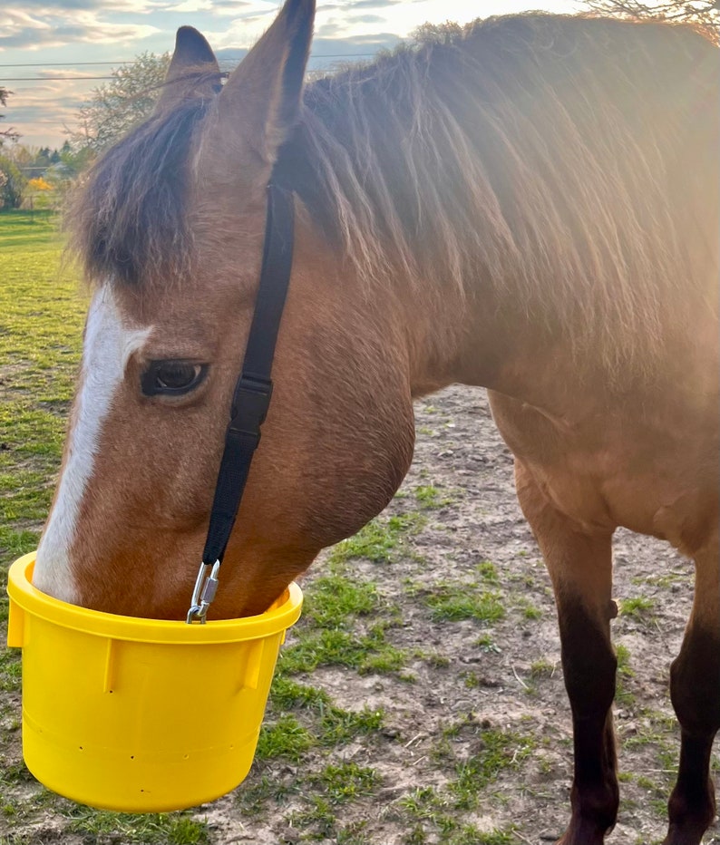 THE Bucket Horse Feed Bucket: NO Waste EASY to Use - Etsy