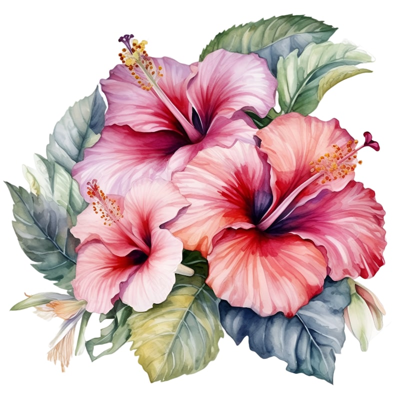 Watercolor Flower Clipart Bundle 16 PNG Files Hibiscus Floral - Etsy