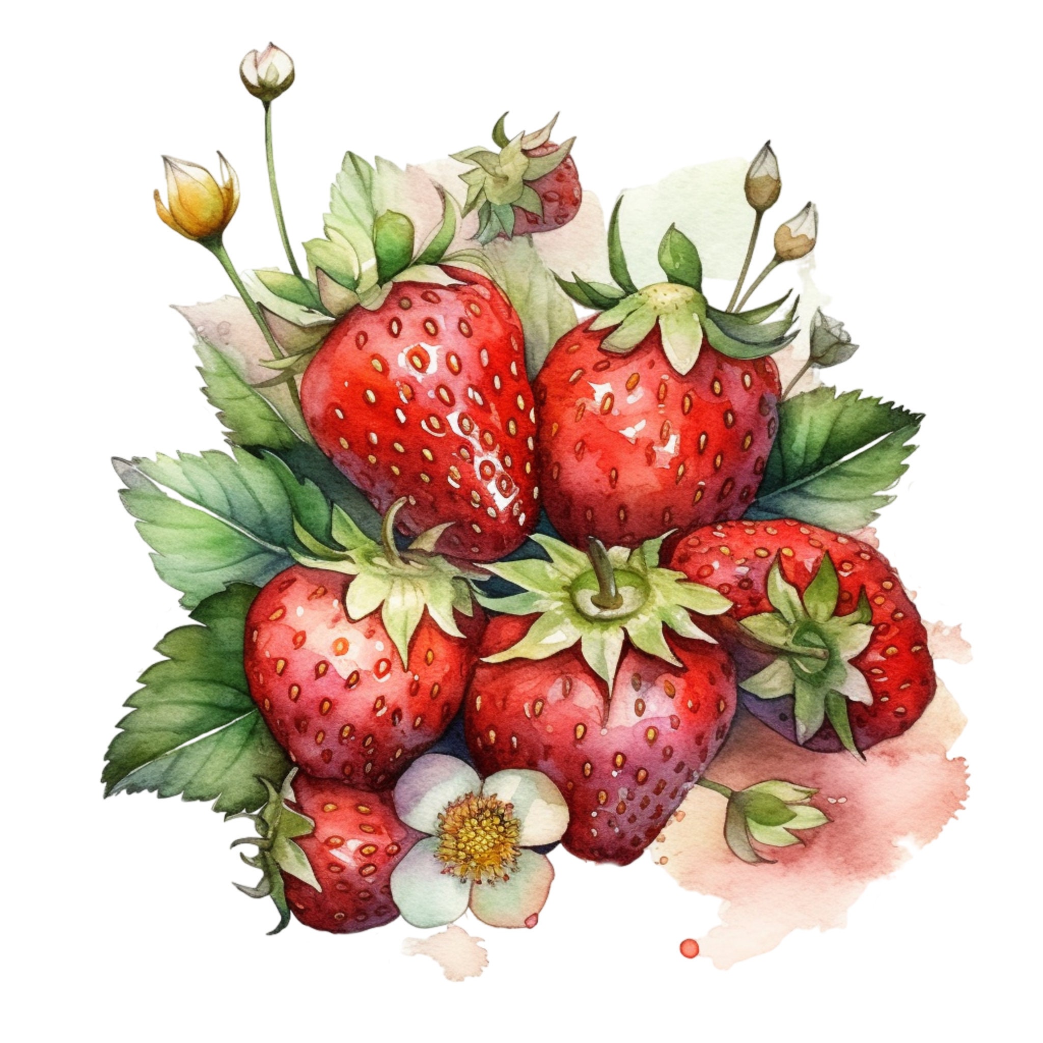 Watercolor Strawberries Clipart Bundle 13 Transparent PNG Summer Berry ...