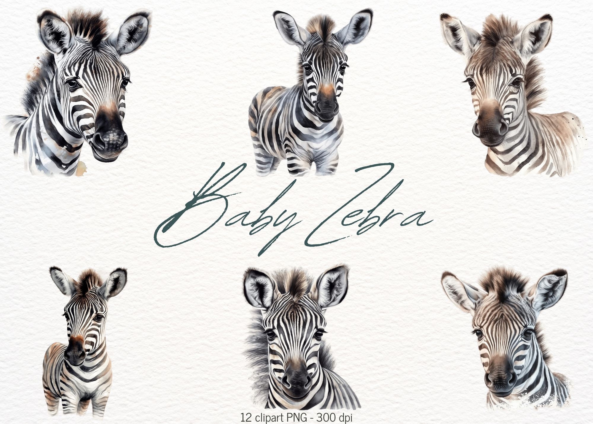 Baby Zebra Clipart Pack Watercolor Nursery Illustration Bundle 12 ...