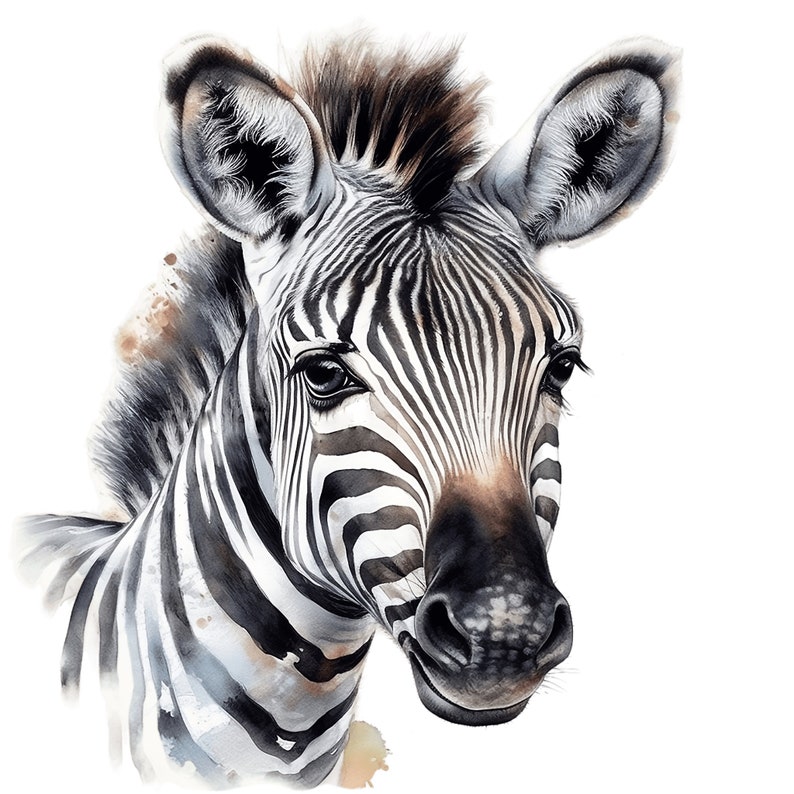 Baby Zebra Clipart Pack Watercolor Nursery Illustration Bundle 12 ...