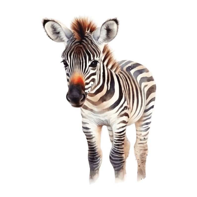 Baby Zebra Clipart Pack Watercolor Nursery Illustration Bundle 12 ...
