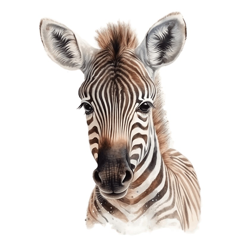 Baby Zebra Clipart Pack Watercolor Nursery Illustration Bundle 12 ...