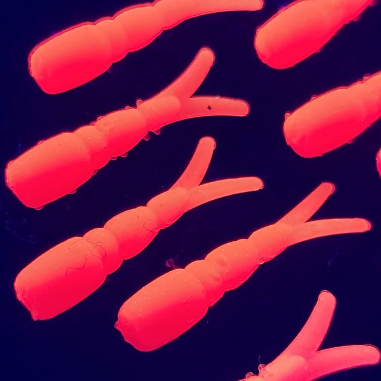 Northwoods Plastic Insanity 1" Split Tail Baits for Ice Fishing ...