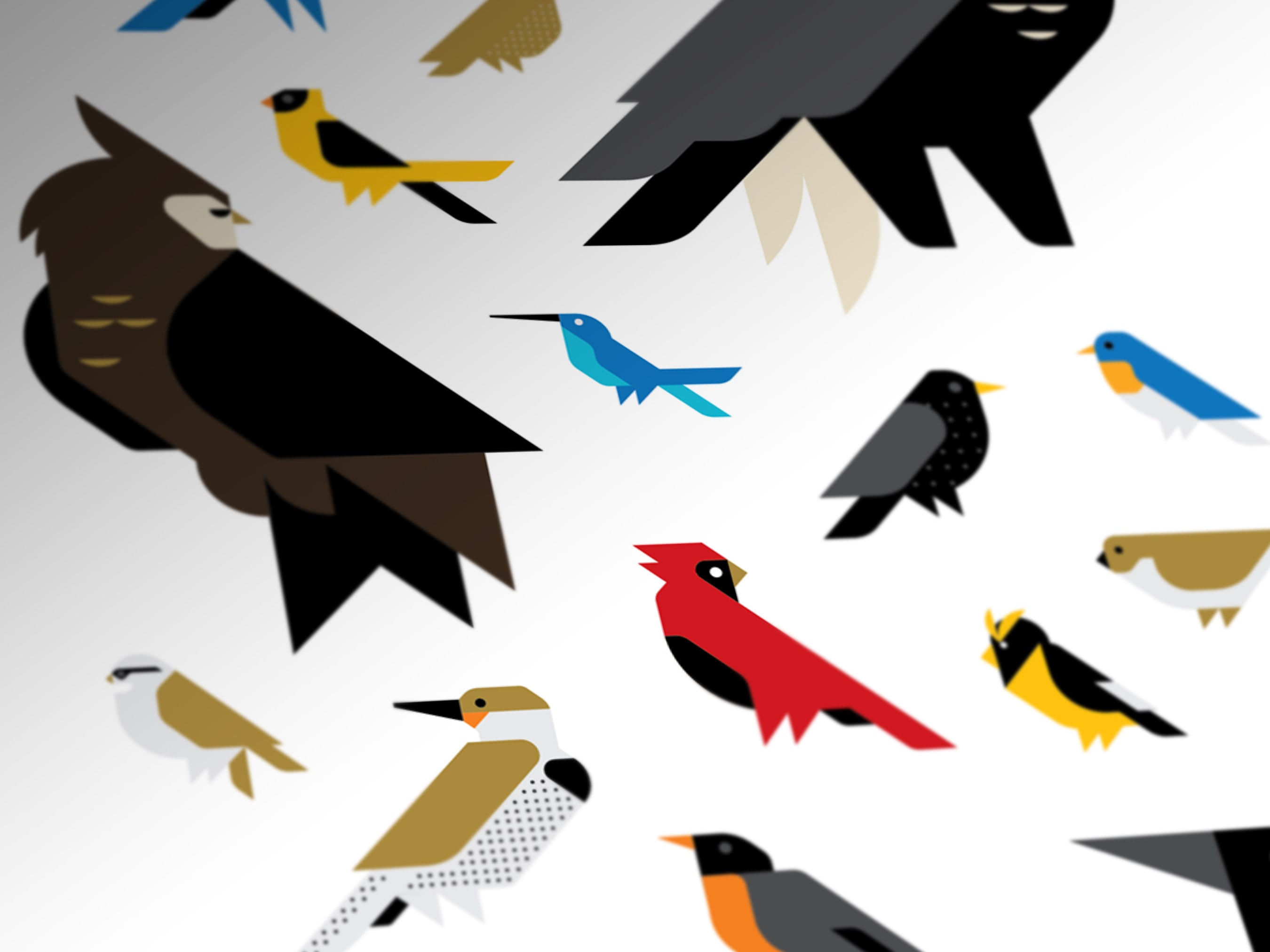 Birds Collage Poster / Bird Collection / 8x10 Print / Mid-century ...