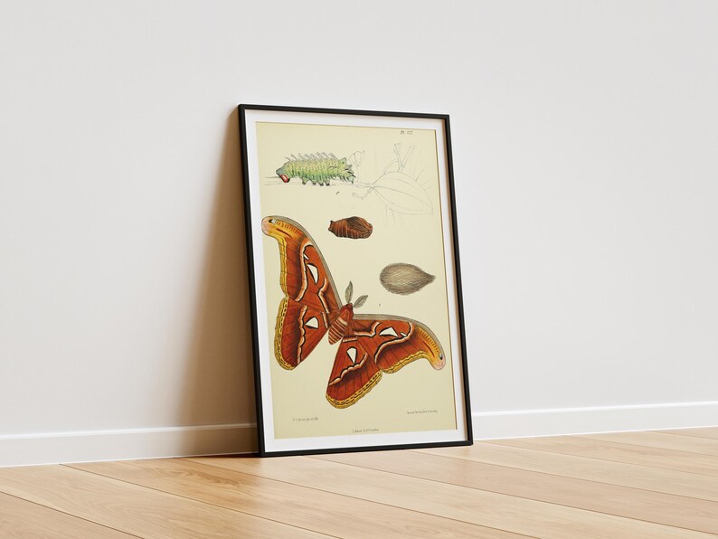 Atlas Moth Print | the Cabinet of Oriental Entomology | Vintage Insect ...