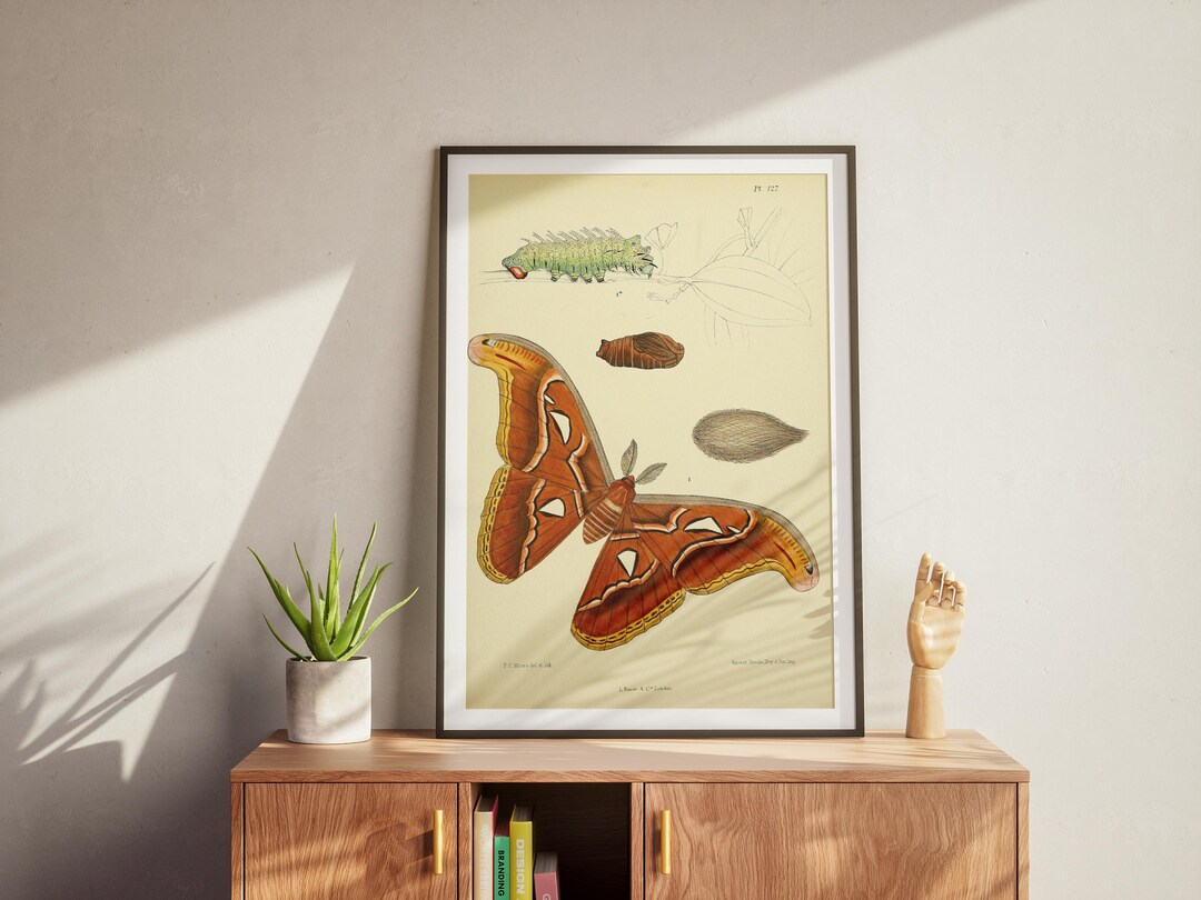 Atlas Moth Print | the Cabinet of Oriental Entomology | Vintage Insect ...