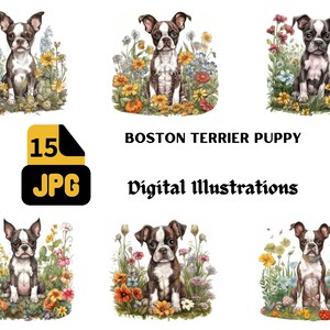 Boston Terrier Puppy Clipart Collection 15 JPG Illustrations Digital ...