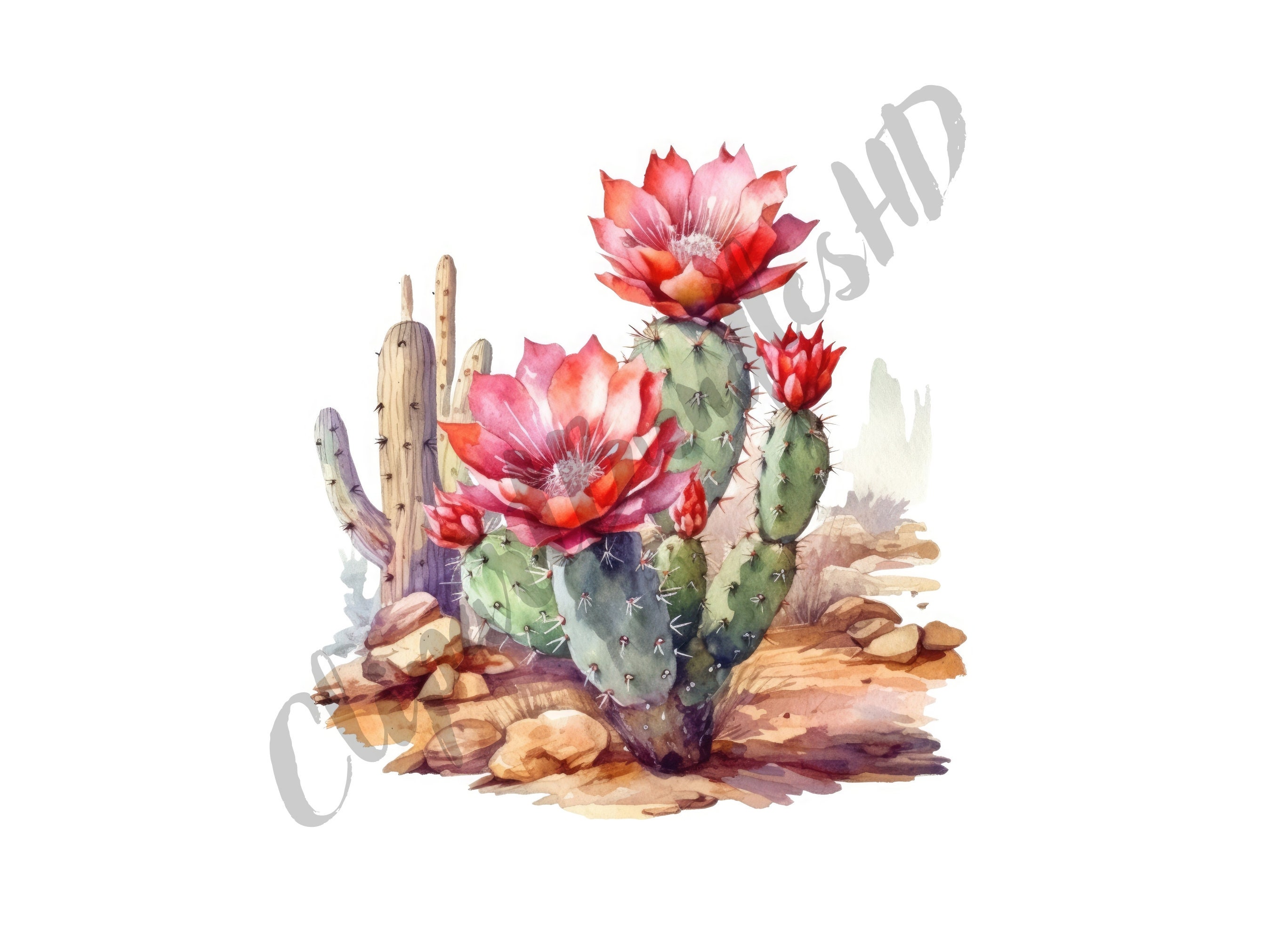 Watercolor Cactus Clipart Set: 15 JPG Illustrations (digital Download ...