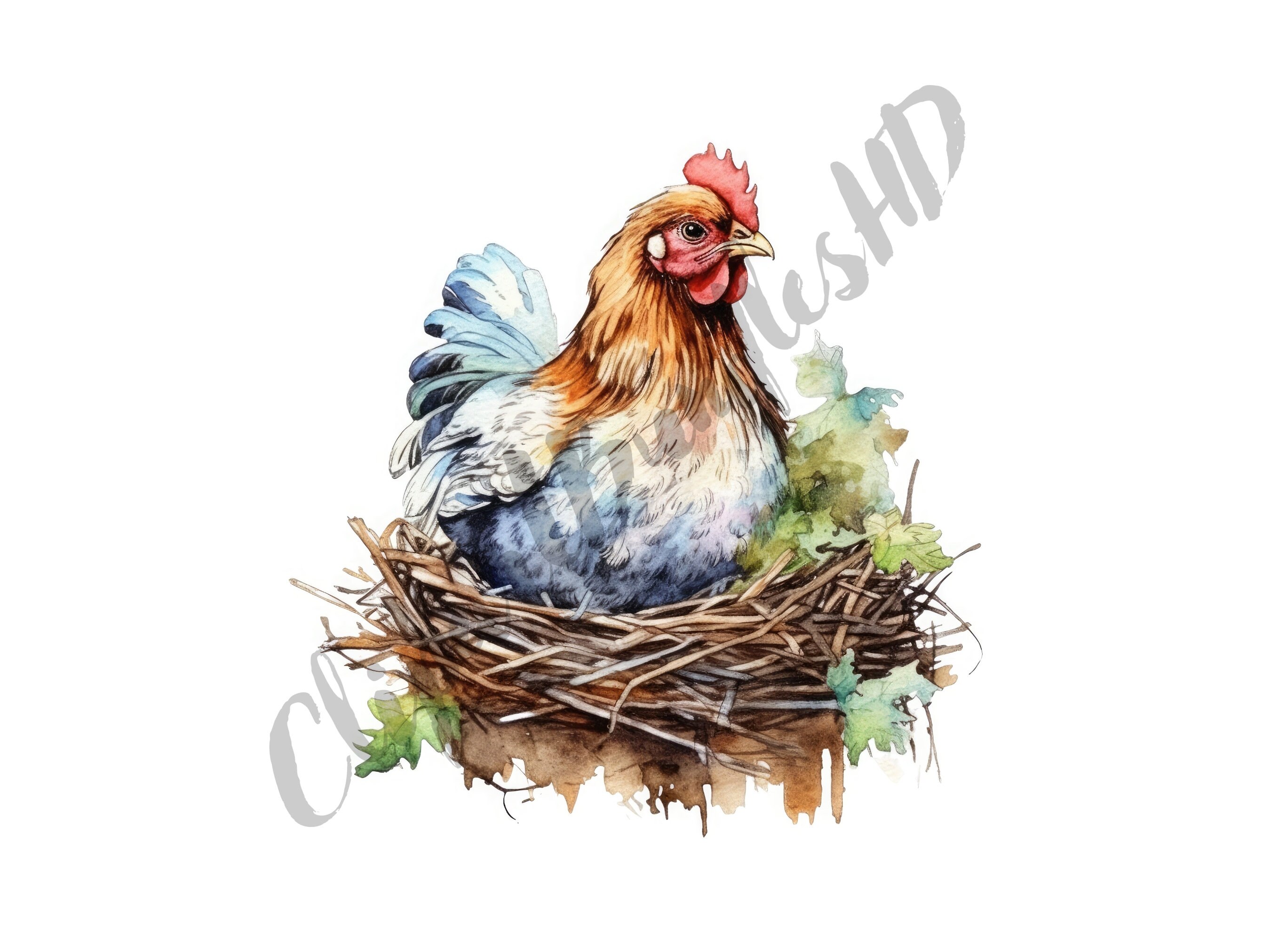 Watercolor Chicken Clipart Bundle Rustic Farmyard Illustrations ...
