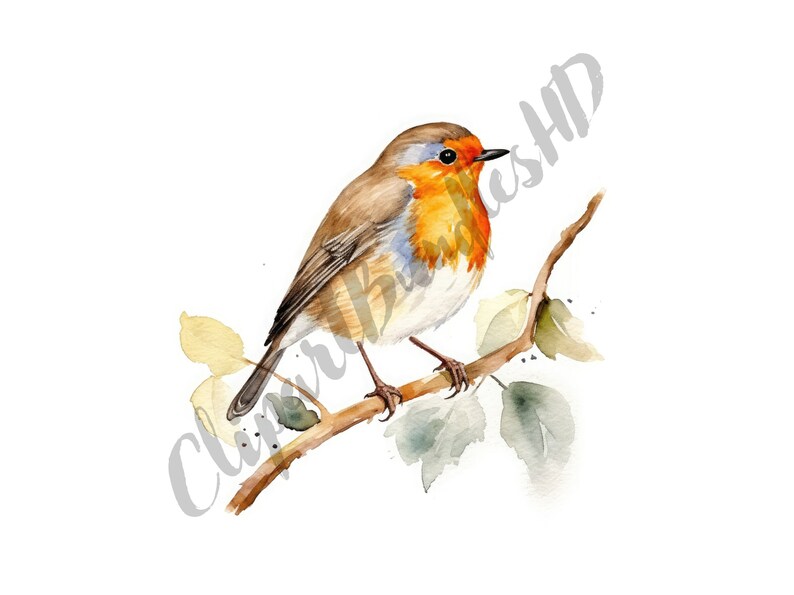 Watercolor Robin Bird Clipart Collection 15 JPG Illustrations Digital ...