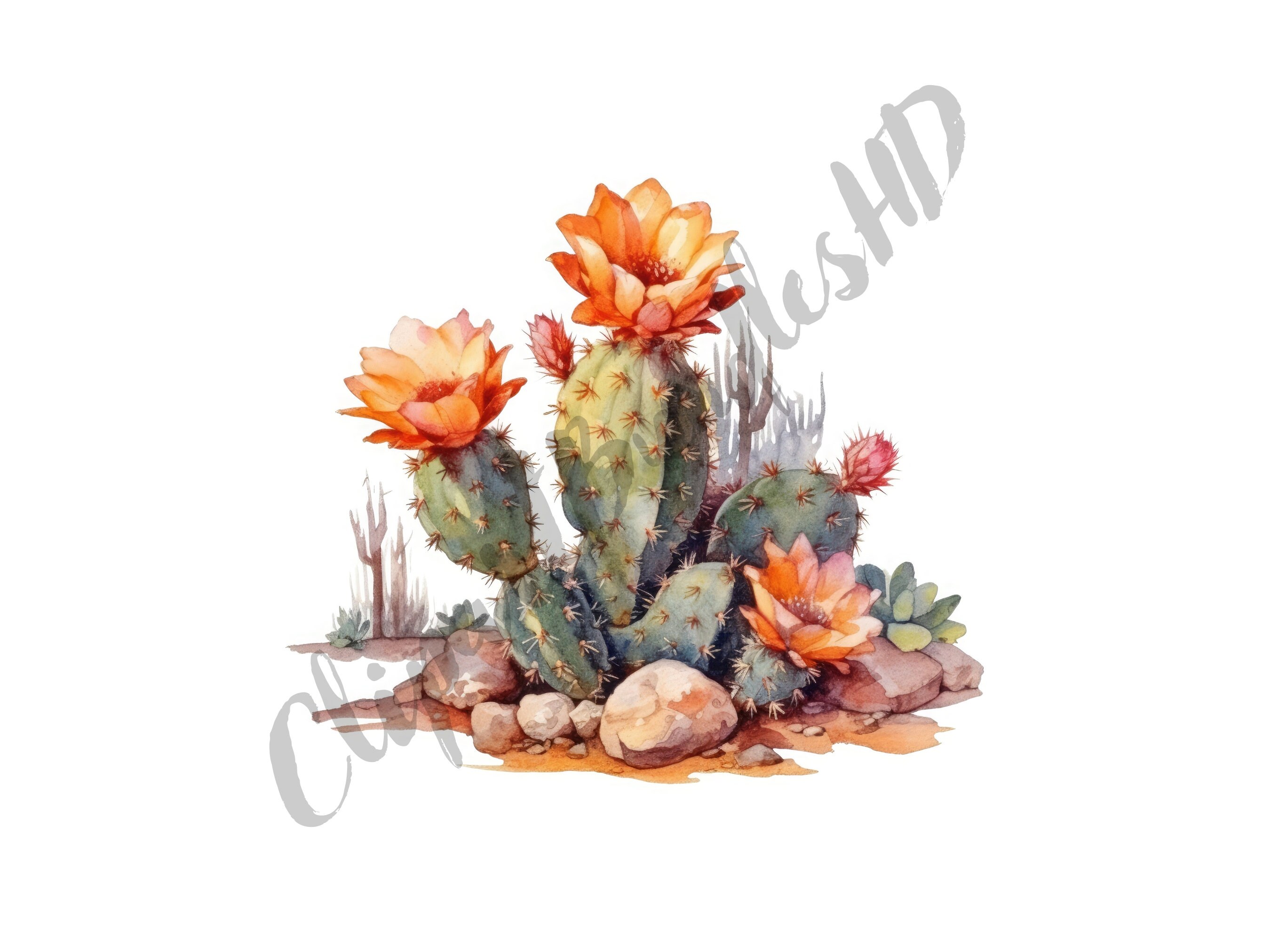 Watercolor Cactus Clipart 15 JPG Illustrations Set Digital Download for ...