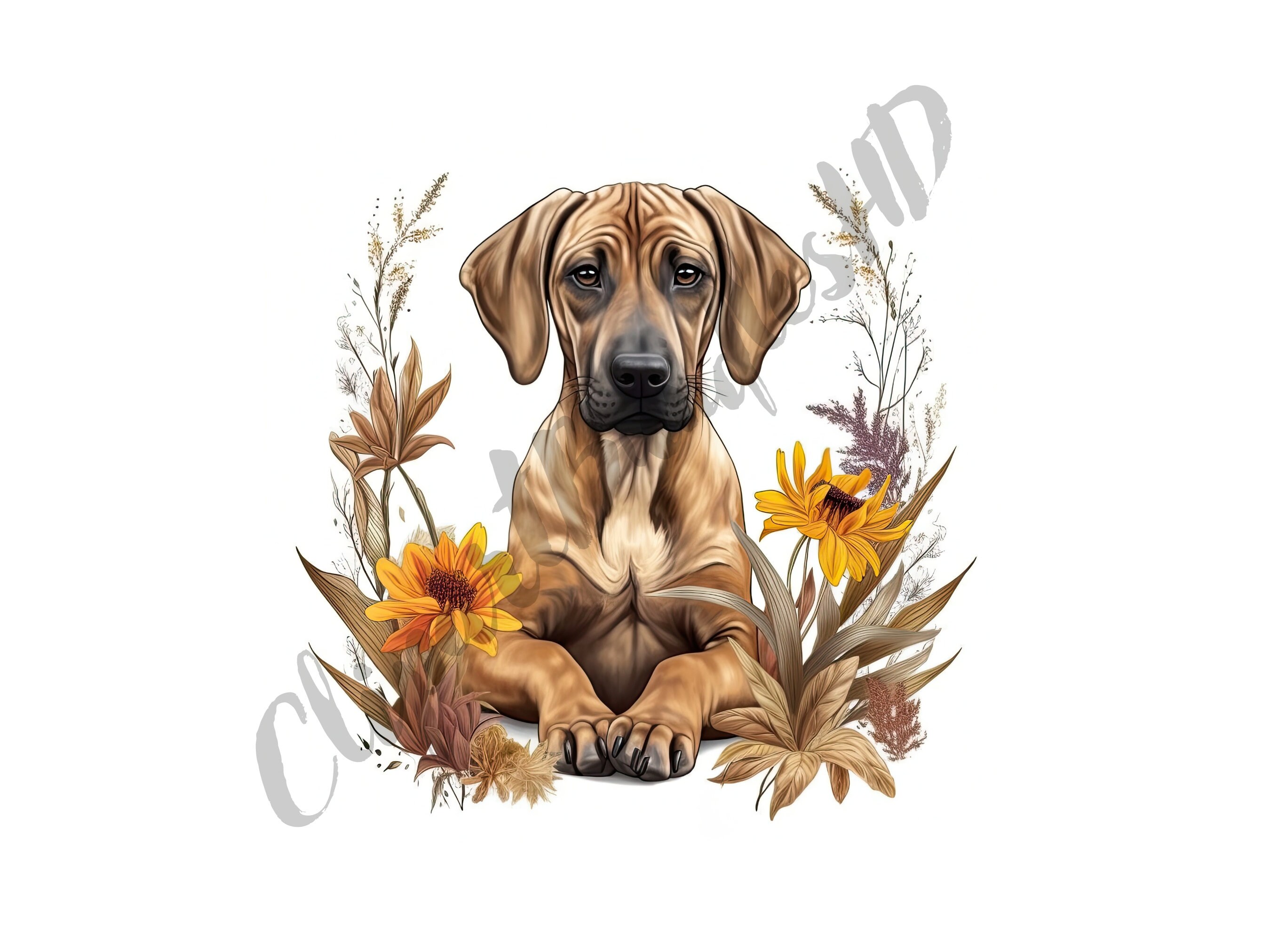 Rhodesian Ridgeback Puppy Clipart Bundle Majestic Dog Illustrations ...