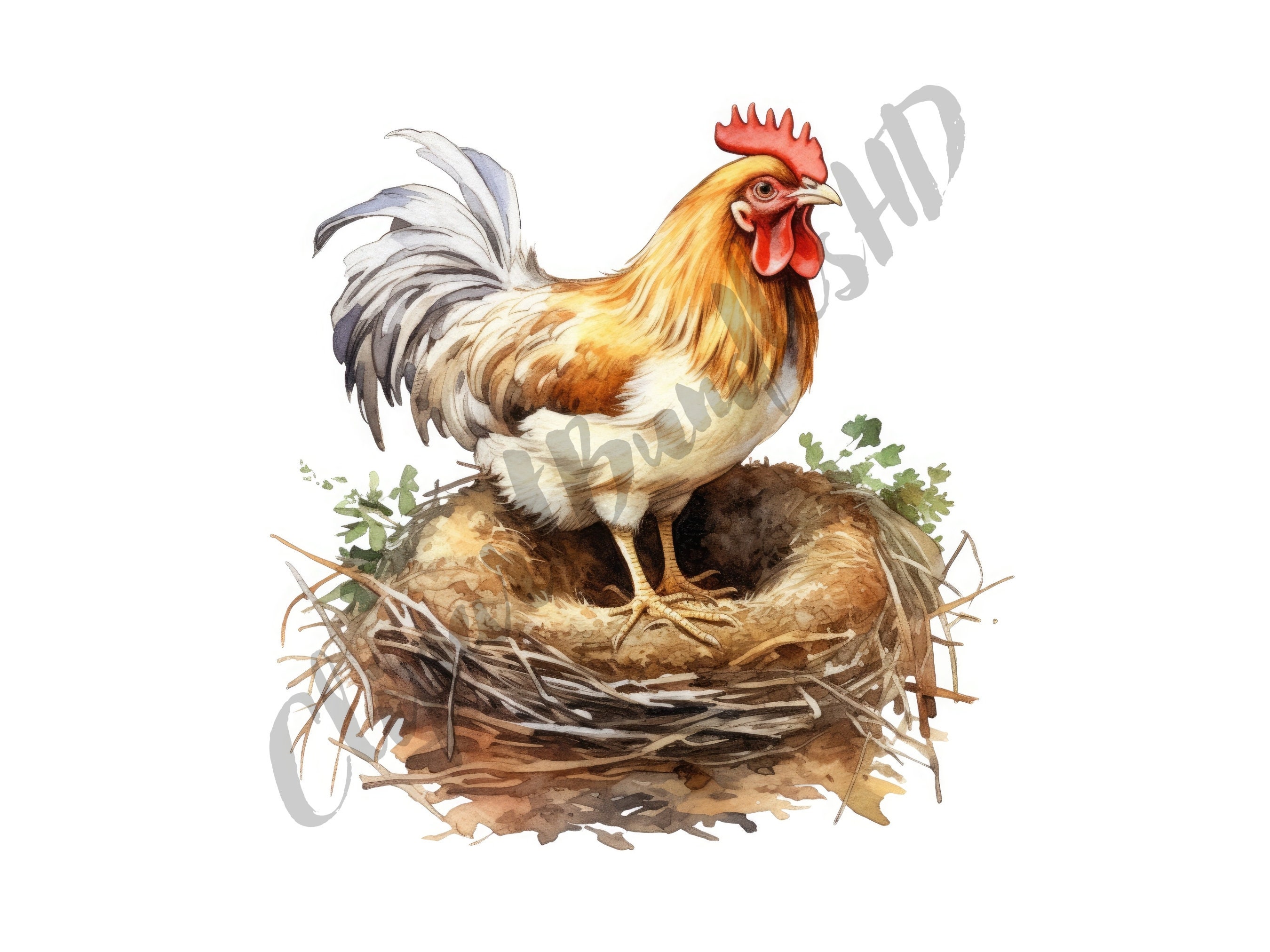 Watercolor Chicken Clipart Bundle Rustic Farmyard Illustrations ...