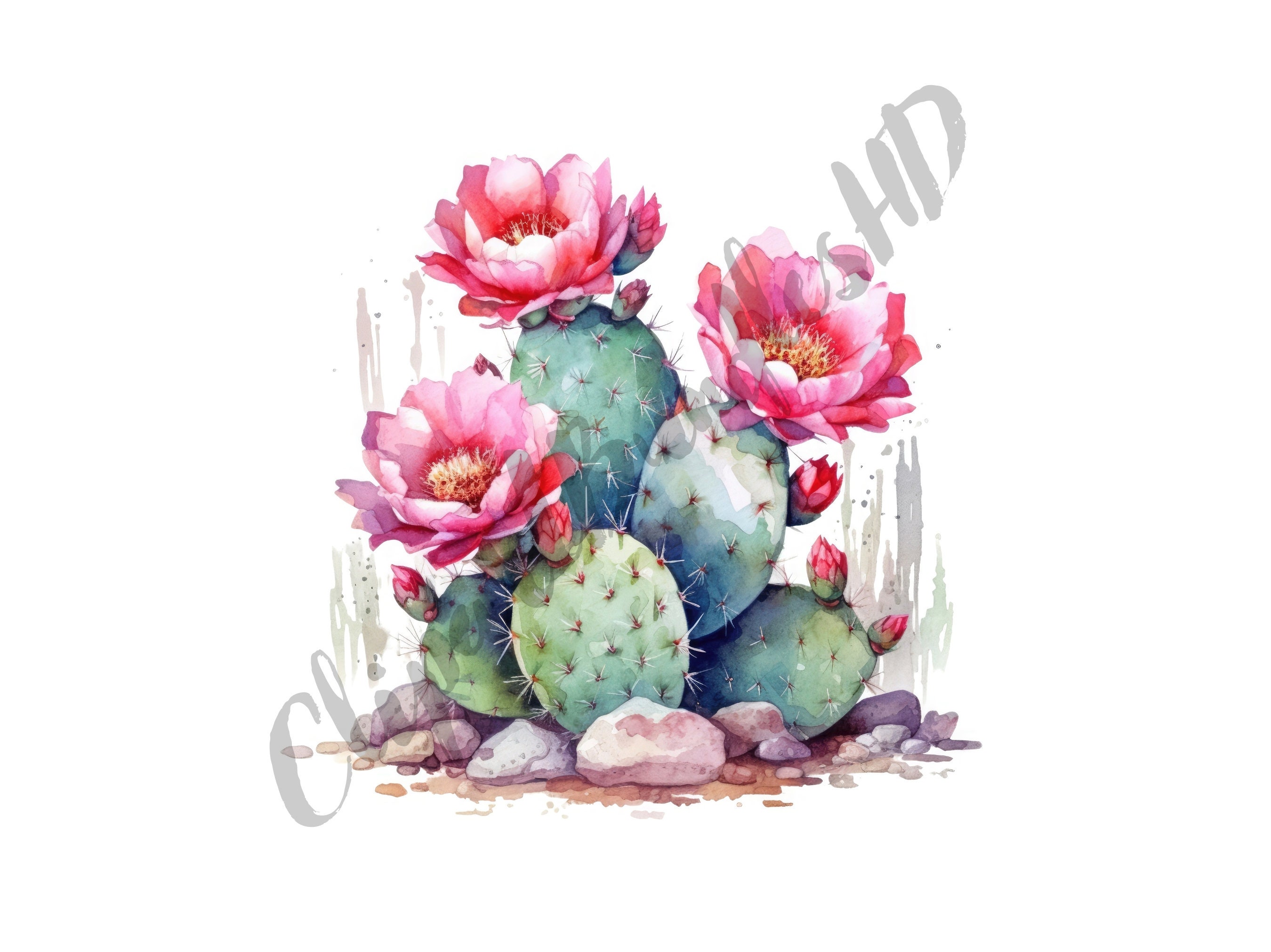 Watercolor Cactus Clipart Set: 15 JPG Illustrations (digital Download ...