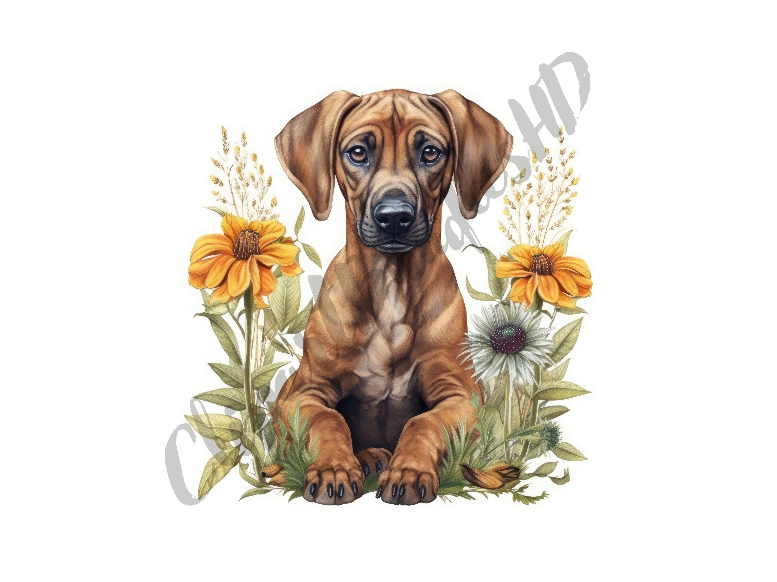 Rhodesian Ridgeback Puppy Clipart Bundle Majestic Dog Illustrations ...