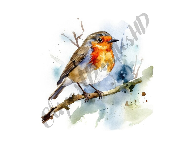 Watercolor Robin Bird Clipart Collection 15 JPG Illustrations Digital ...