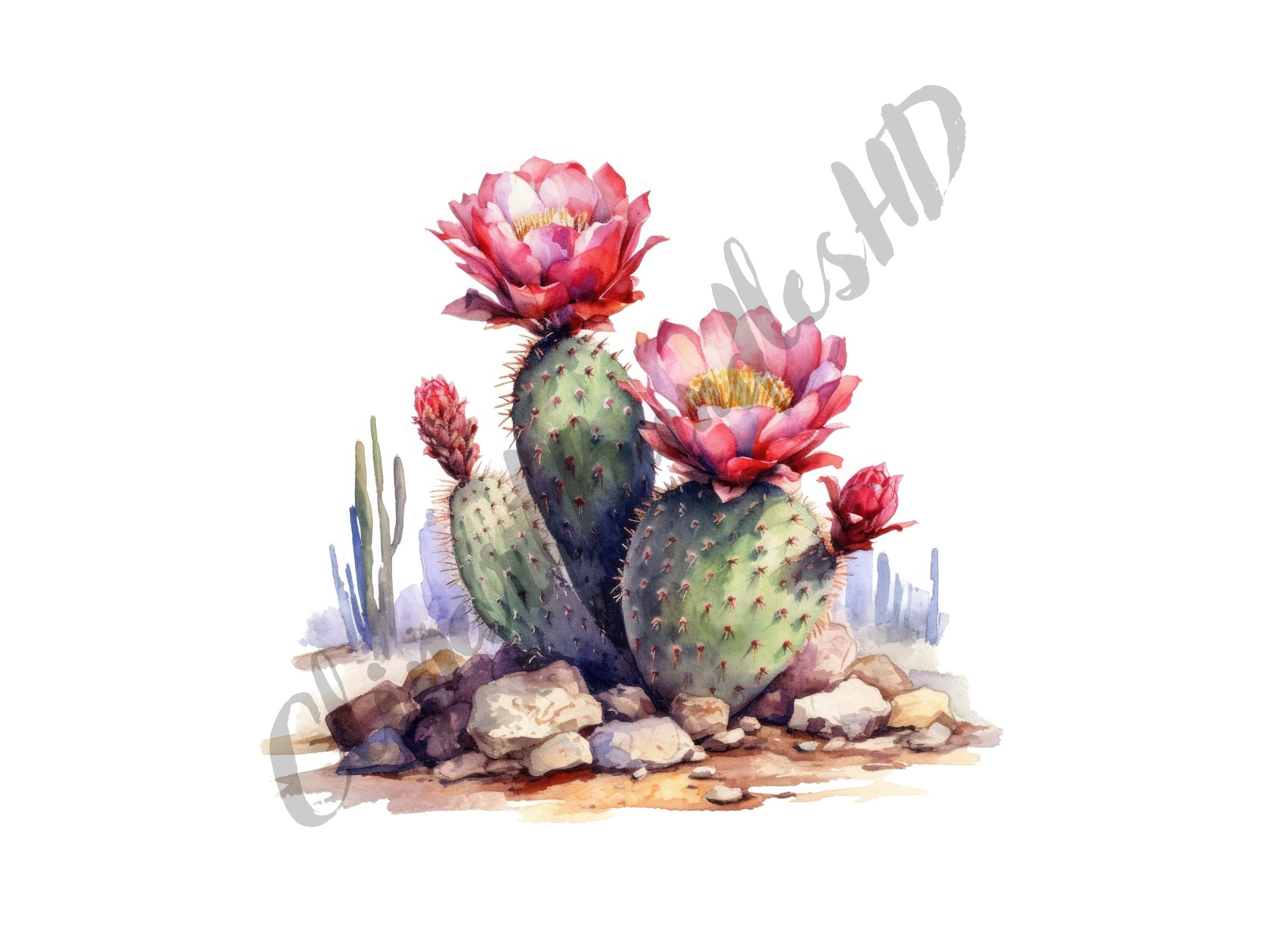Watercolor Cactus Clipart Set: 15 JPG Illustrations (digital Download ...