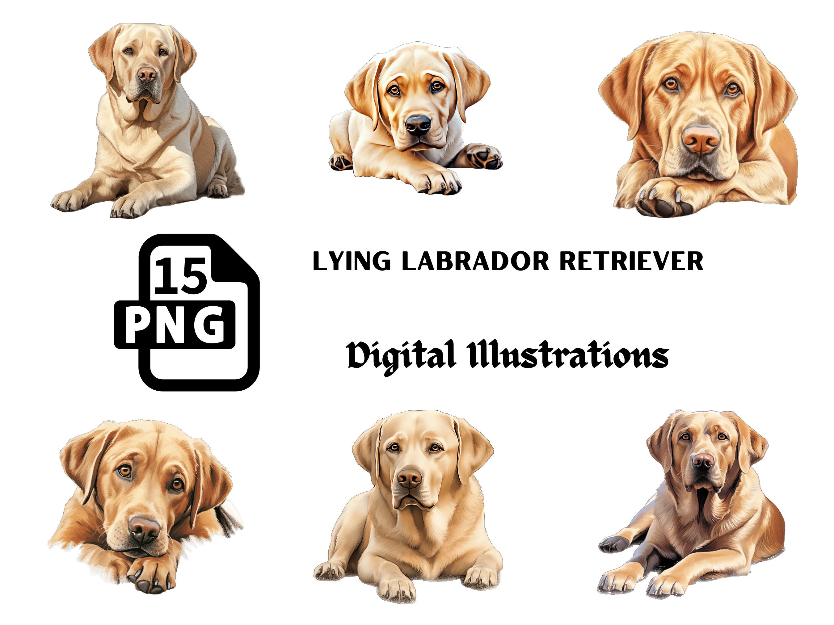 Realistic Labrador Retriever Clipart Set: 15 Lying PNG Illustrations ...