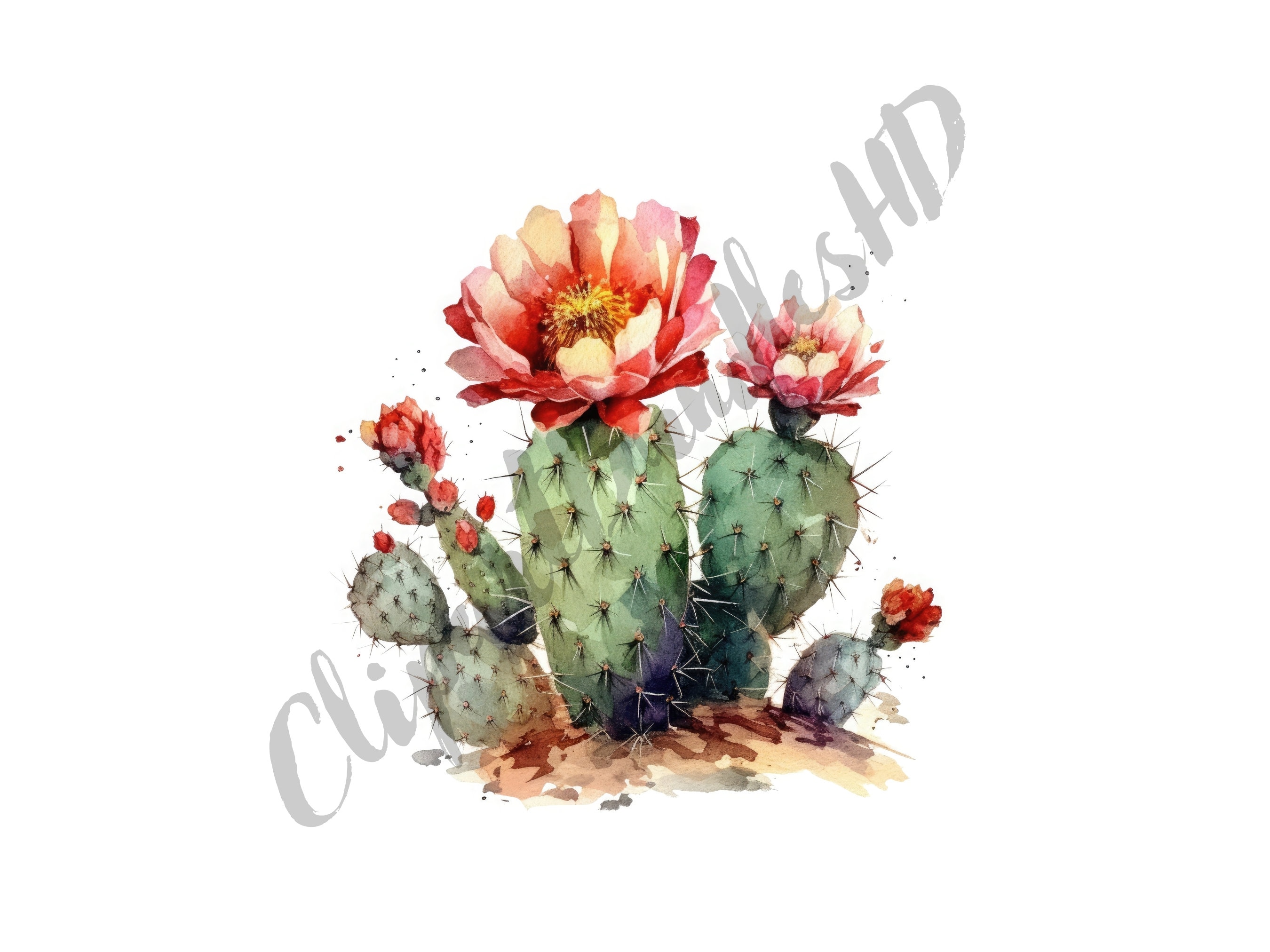 Watercolor Cactus Clipart 15 JPG Illustrations Set Digital Download for ...