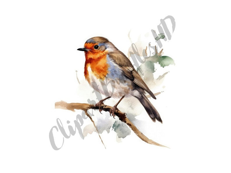 Watercolor Robin Bird Clipart Collection 15 JPG Illustrations Digital ...