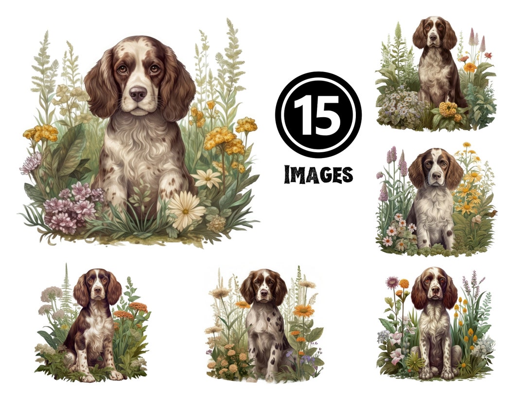 English Springer Spaniel Puppy Clipart: 15 JPG Illustrations (digital ...