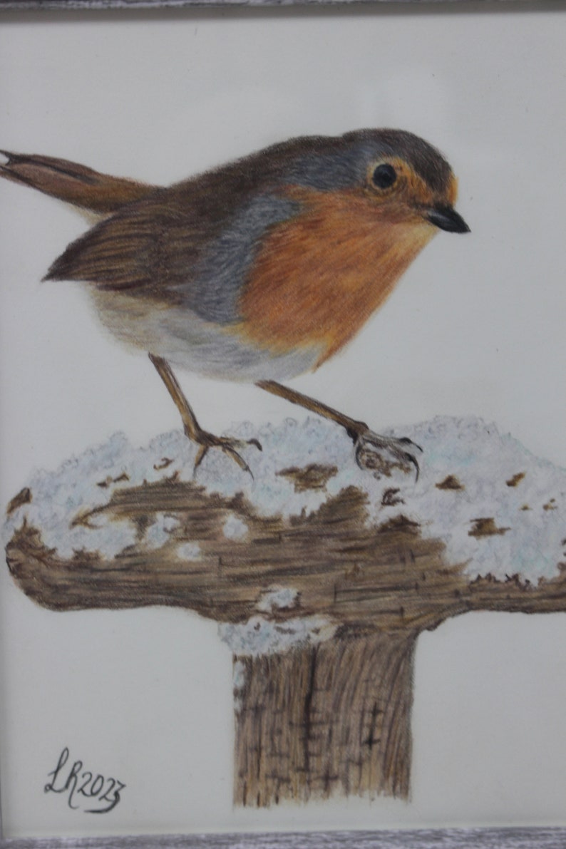 Robin A Original Coloured Pencil Drawing - Etsy