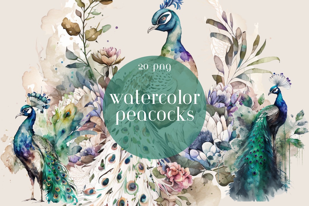 Watercolor Peacock Clipart, These Colorful Peacocks Are for Commercial ...