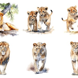 Watercolor African Lion Clipart, These Stunning Wildlife Images Are for ...