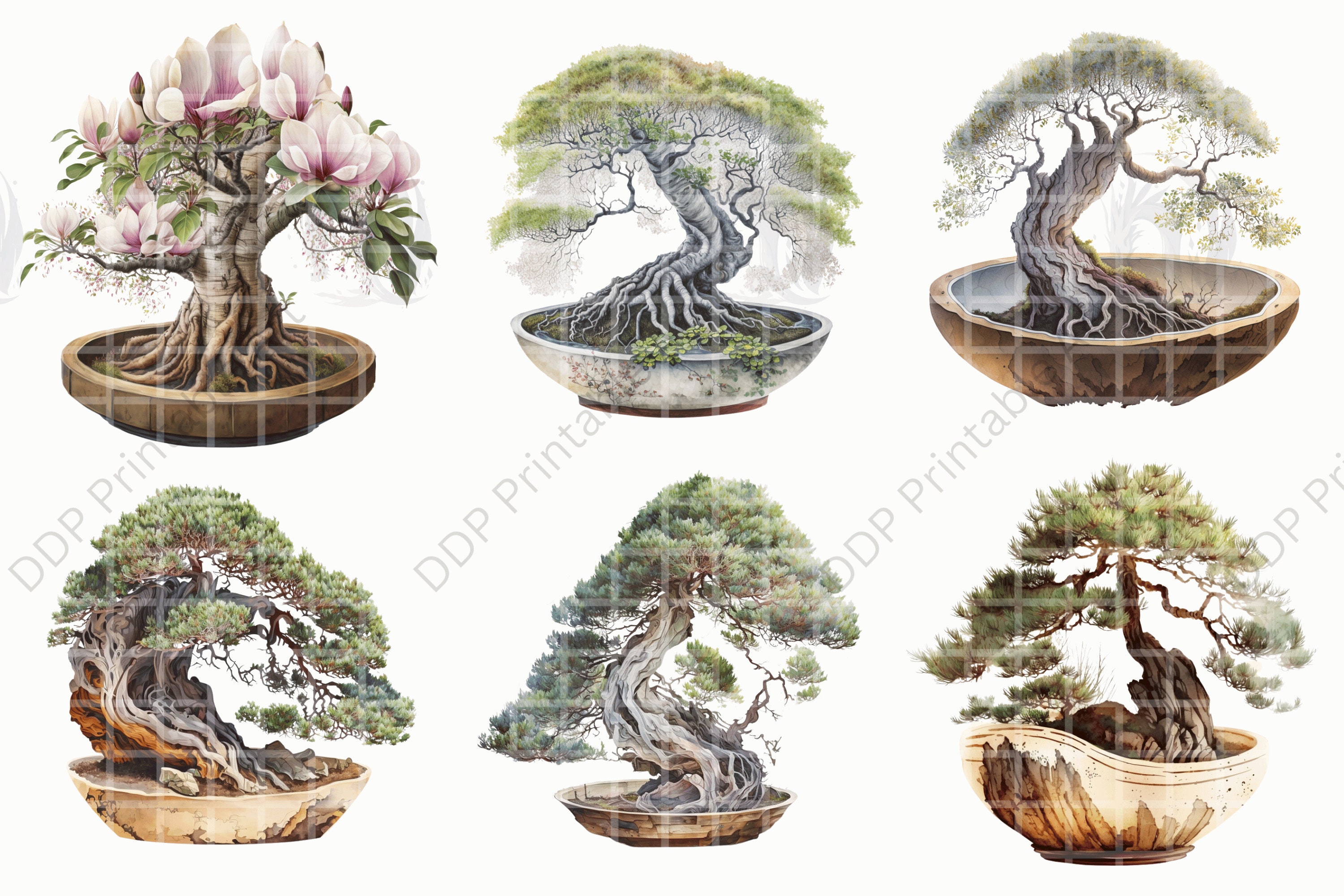 Watercolor Bonsai Clipart, These Bonsai Trees Are for Commercial Use ...