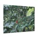 Cardinal. Rolled Posters - Etsy
