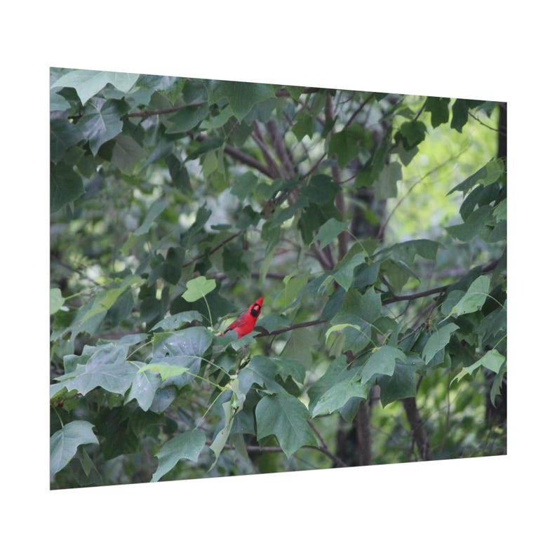 Cardinal. Rolled Posters - Etsy
