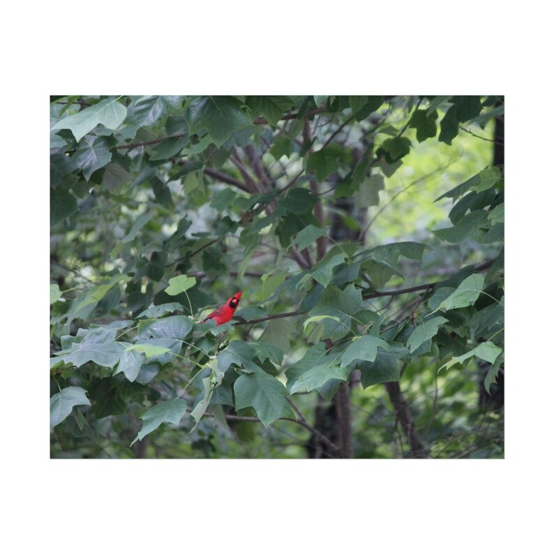 Cardinal. Rolled Posters - Etsy
