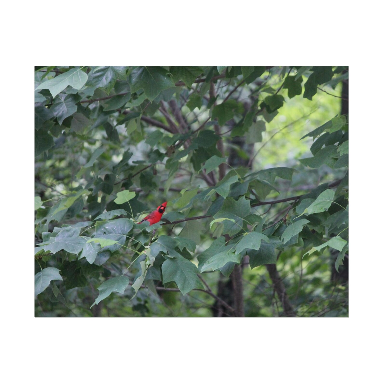 Cardinal. Rolled Posters - Etsy