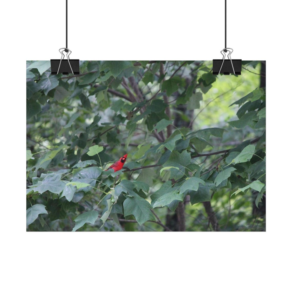 Cardinal. Rolled Posters - Etsy
