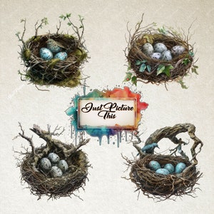 Birds Nest With Eggs Clipart Bundle: Detailed Nest Illustrations for ...