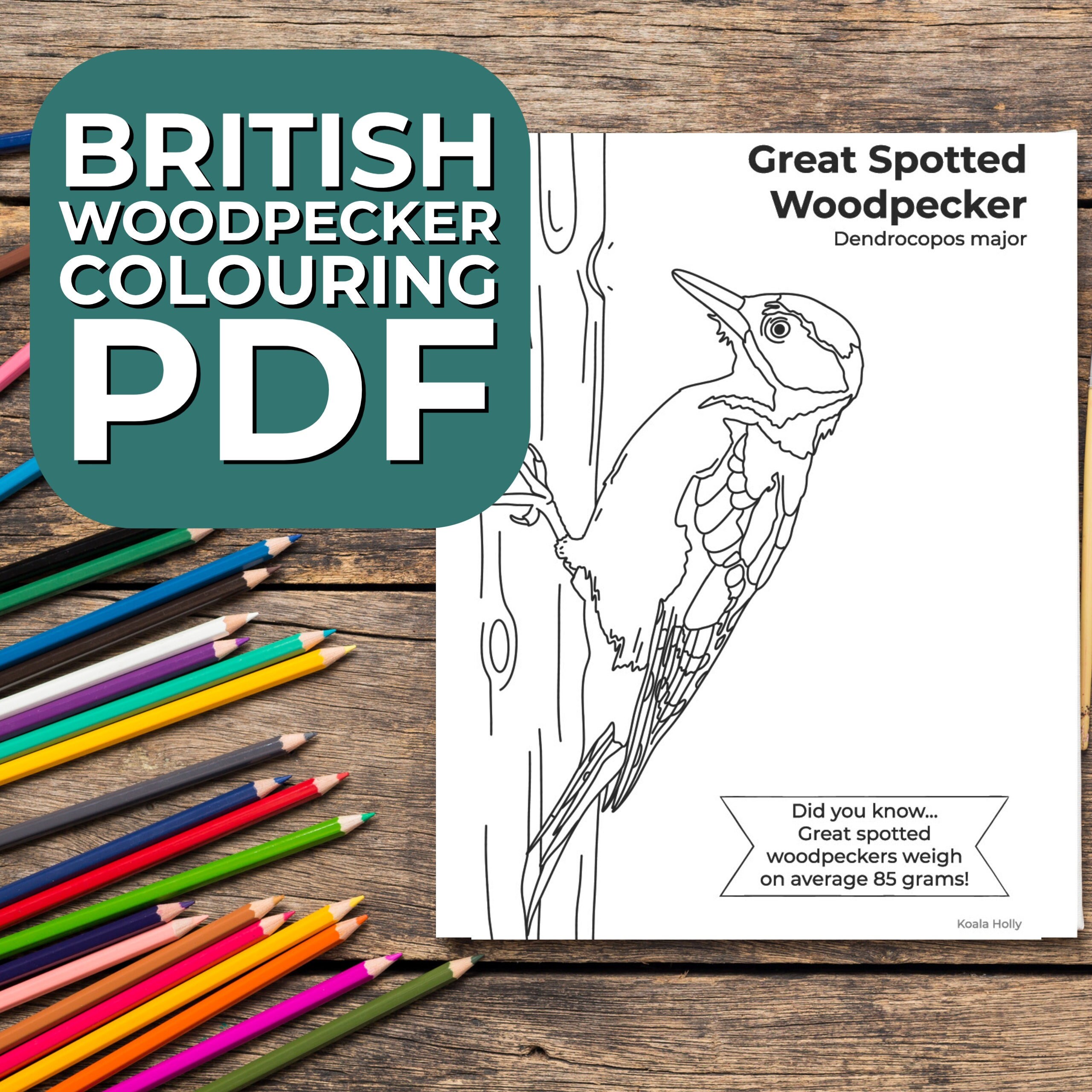 British Woodpecker Colouring Pages | Digital Download PDF | Printable ...