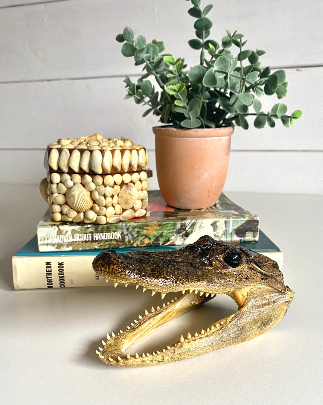 Genuine Alligator Head Teeth Ashes Oddities Bone Home Office Decor ...