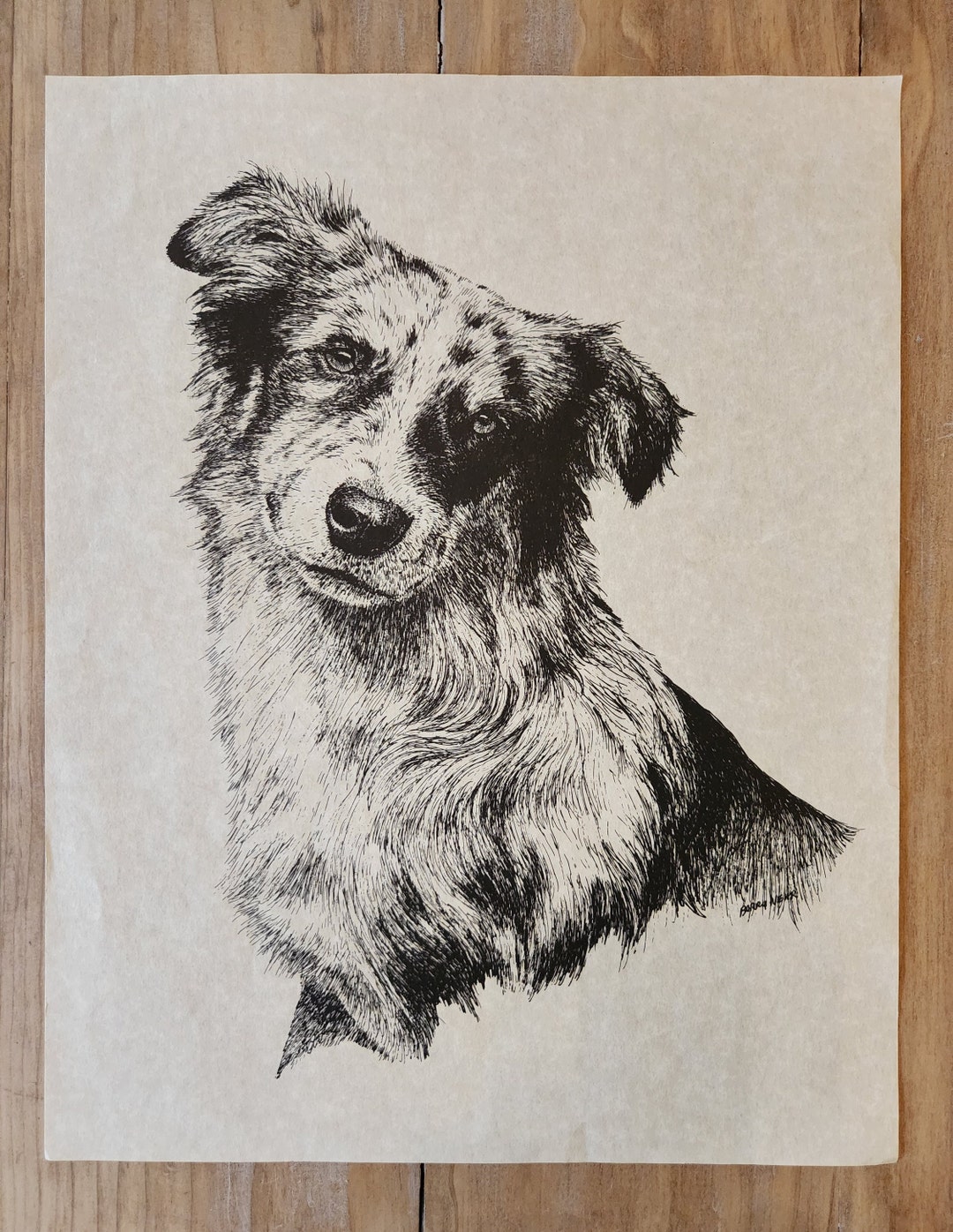 Australian Shepherd Dog Print for Dog Lover Art by Barry Nehr Gift for ...