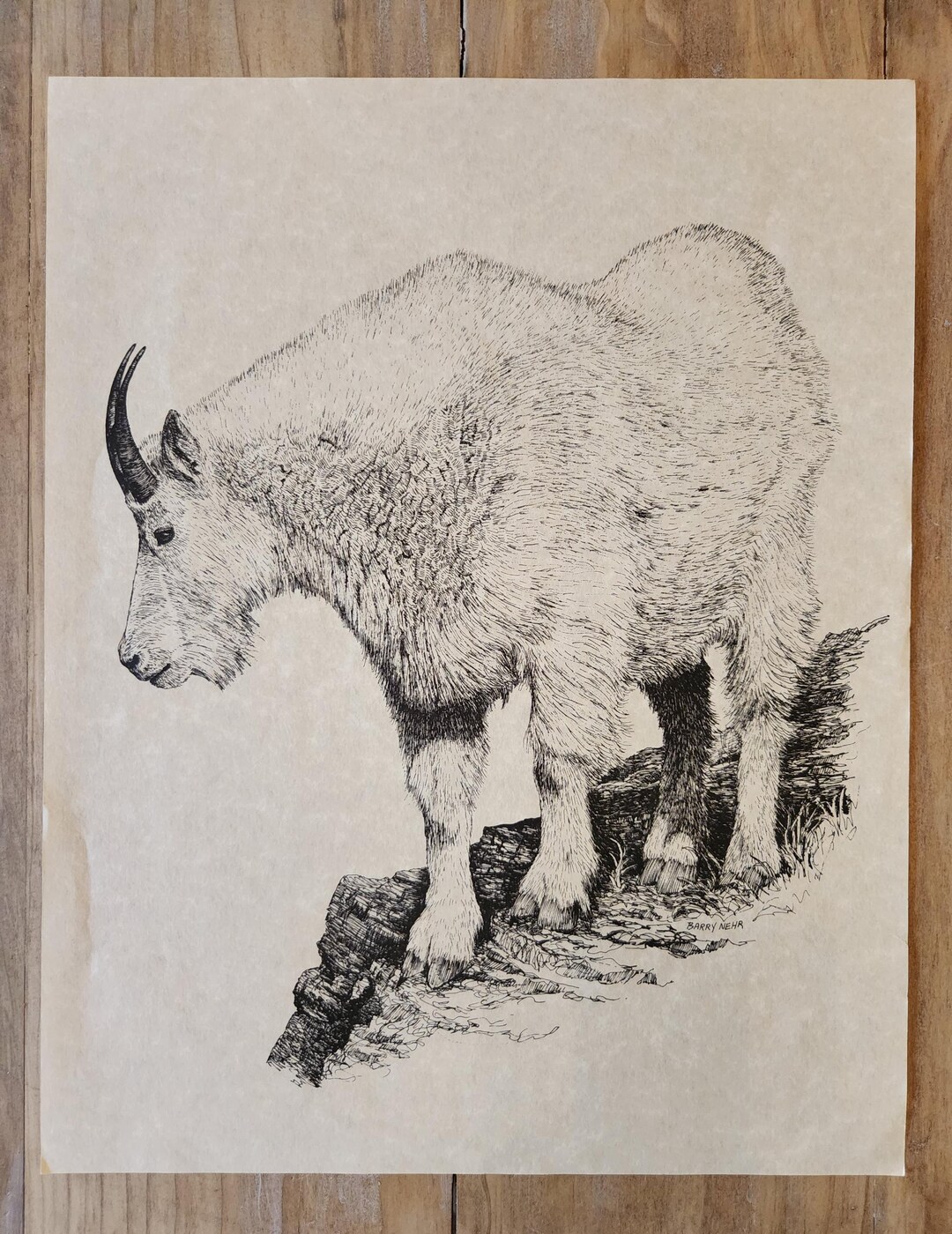 Mountain Goat Art for Wildlife Lover Print by Barry Nehr Vintage ...