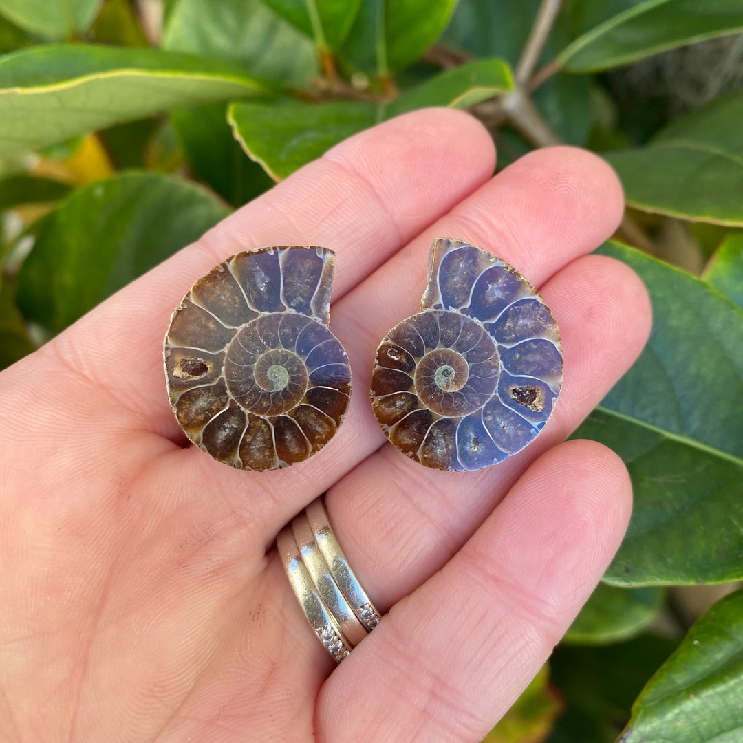 Small Ammonite Split Pair From Madagascar - Genuine & Natural Fossil - Etsy